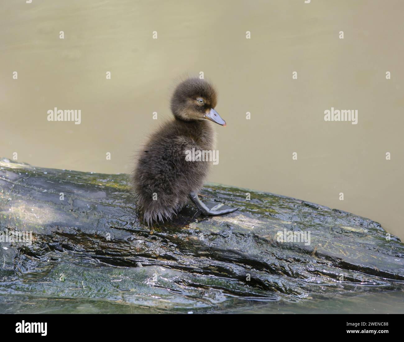 Tufted duck Aythya fuligula, duckling standing on part submerged tree ...