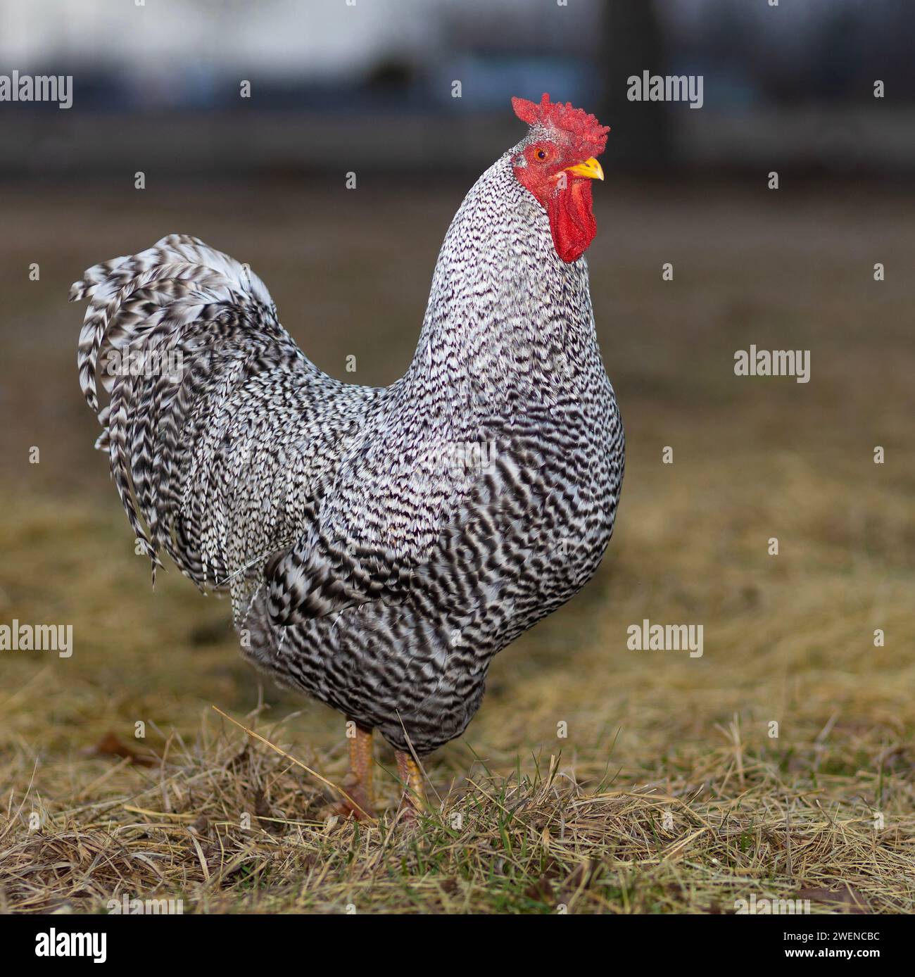 Big and beautiful Dominique chicken rooster that is free ranging on a ...