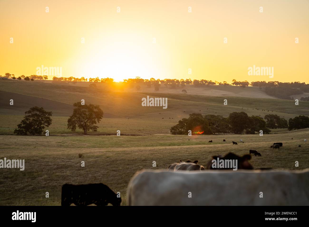 holistic farming of Angus, wagyu, and Murray Grey Cows eating long ...