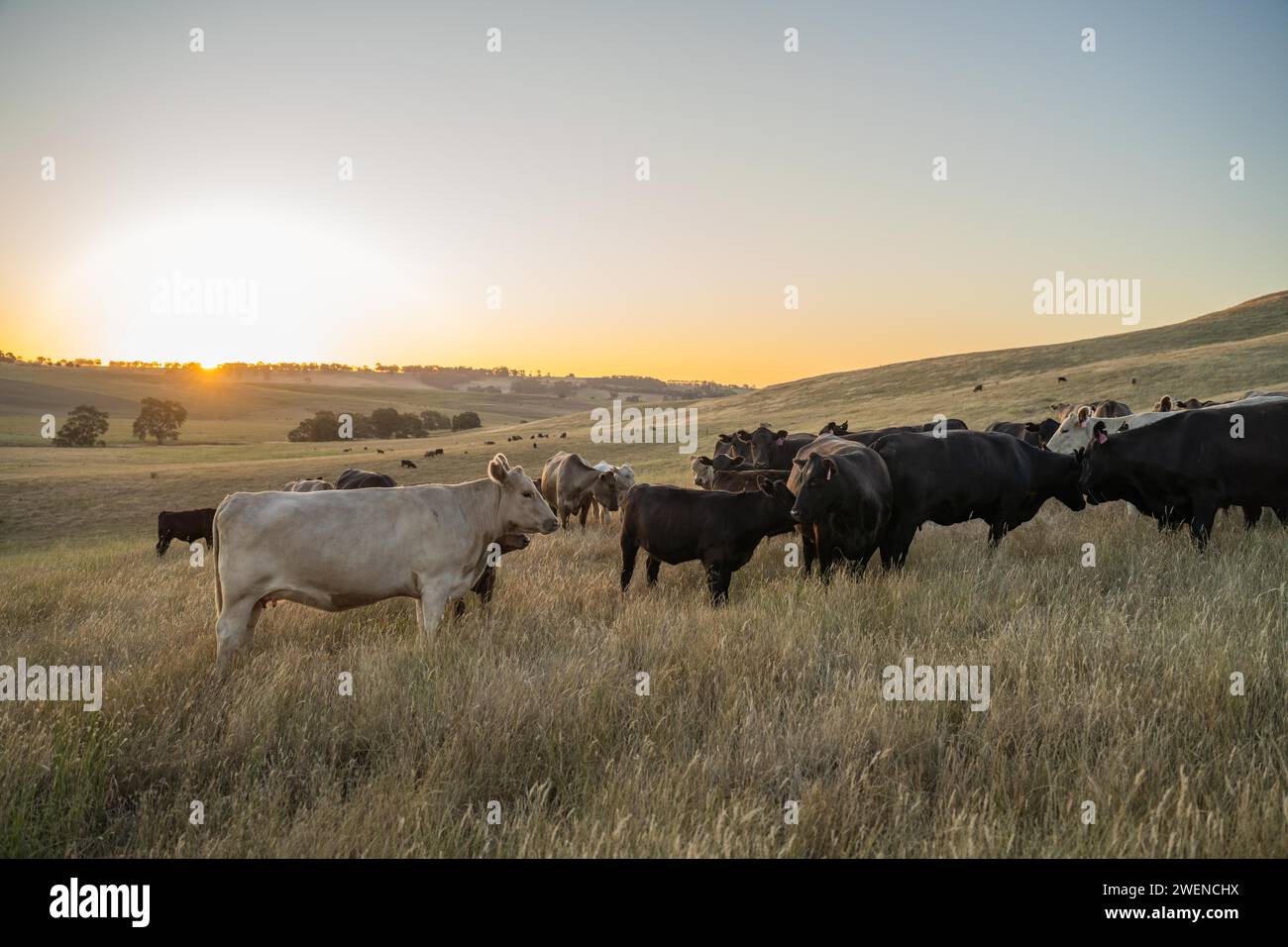 beautiful cows on a farm, beef cattle production in a hot summer, Stud ...