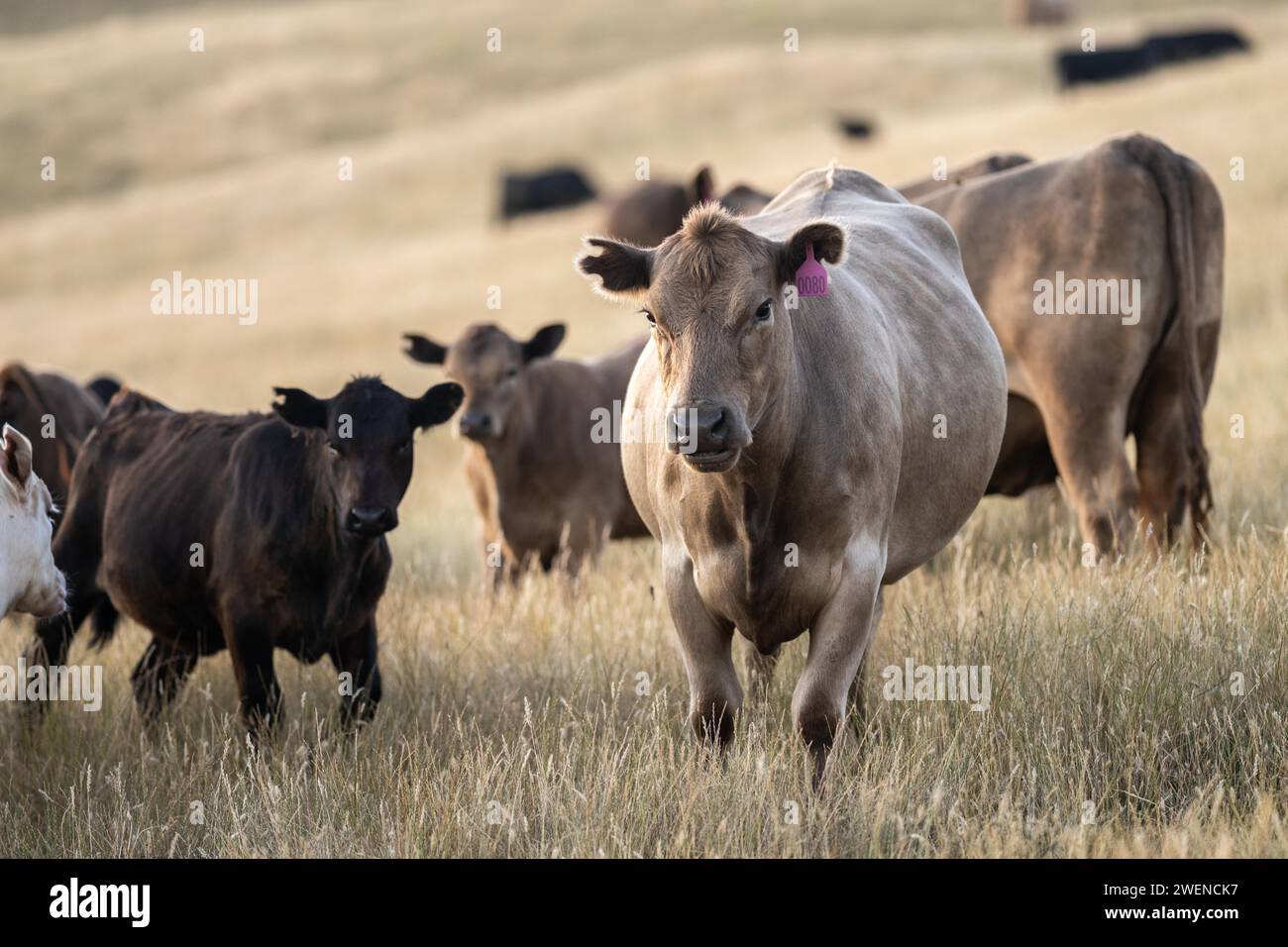 Australian beef cattle breed cow hi-res stock photography and images ...