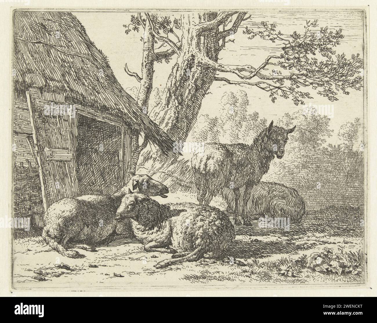 Four sheep, Karel du Jardin, 1658 print paper etching sheep Stock Photo ...