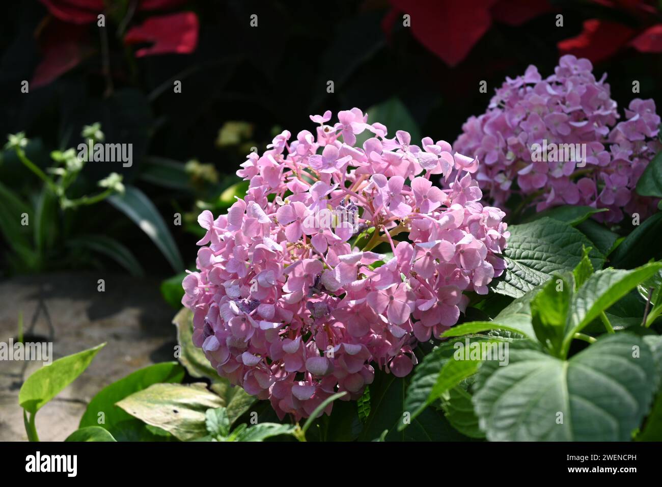 Colorfulwallpaper hi-res stock photography and images - Alamy