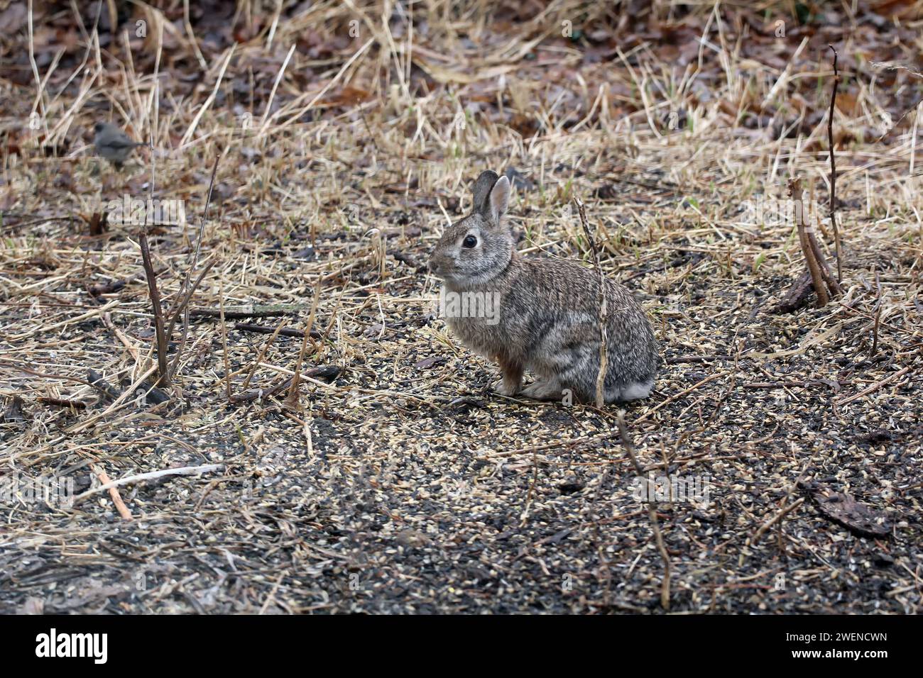 Wild rabbit on brown showing how natural selection makes them hidden ...