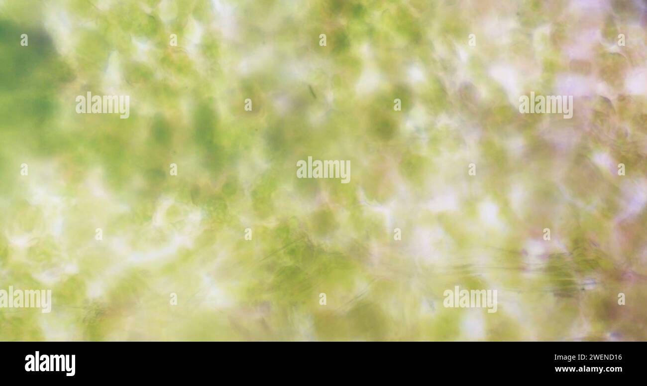 virus structure under a microscope Stock Photo - Alamy