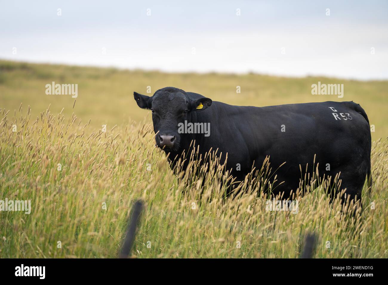 stud wagyu cows and bull in a sustainable agriculture field in summer ...