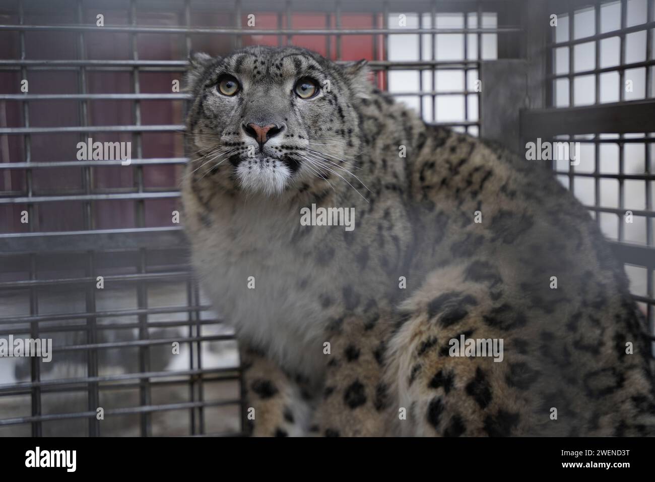 Kathmandu, Ne, Nepal. 26th Jan, 2024. An rescued snow leopard is ...