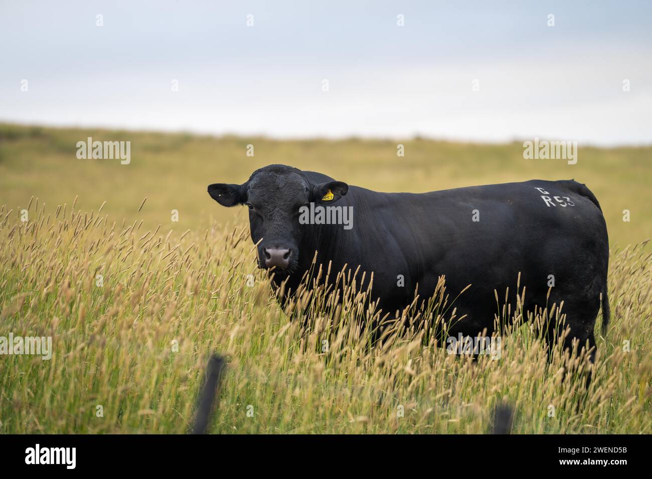 Angus cows hi-res stock photography and images - Alamy