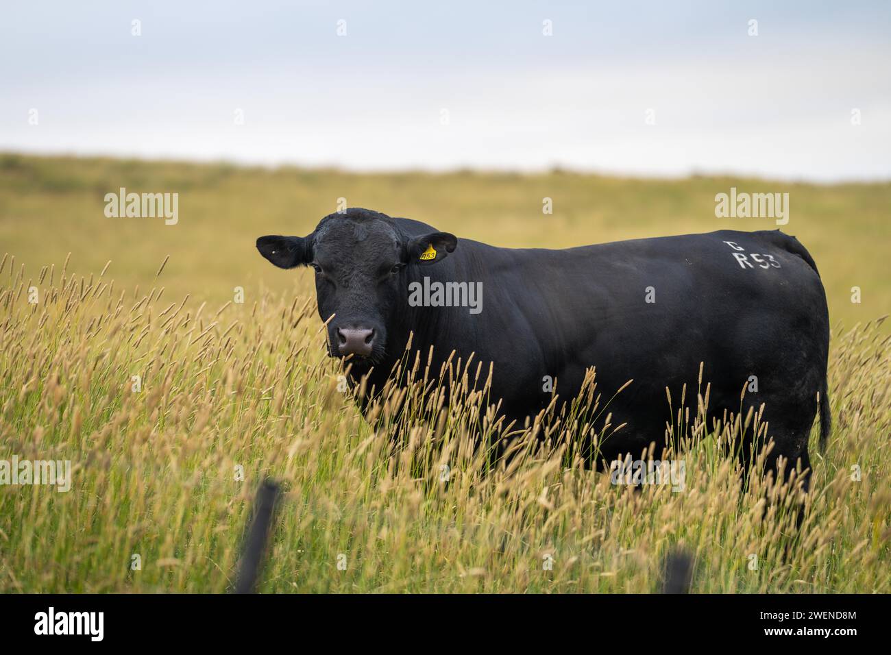 beautiful cows on a farm, beef cattle production in a hot summer, Stud ...