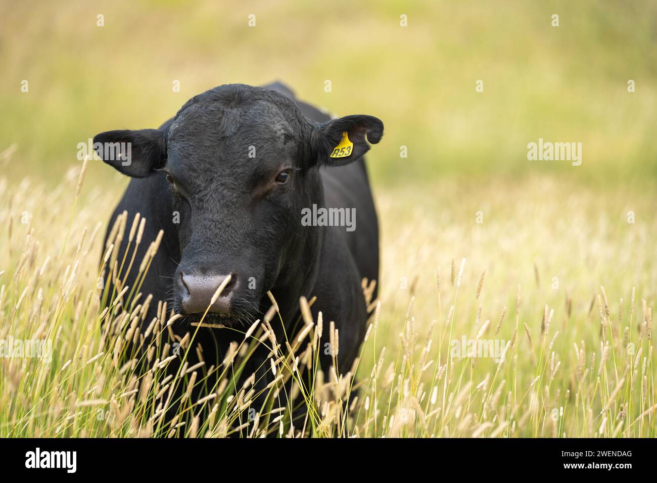 stud wagyu cows and bull in a sustainable agriculture field in summer ...