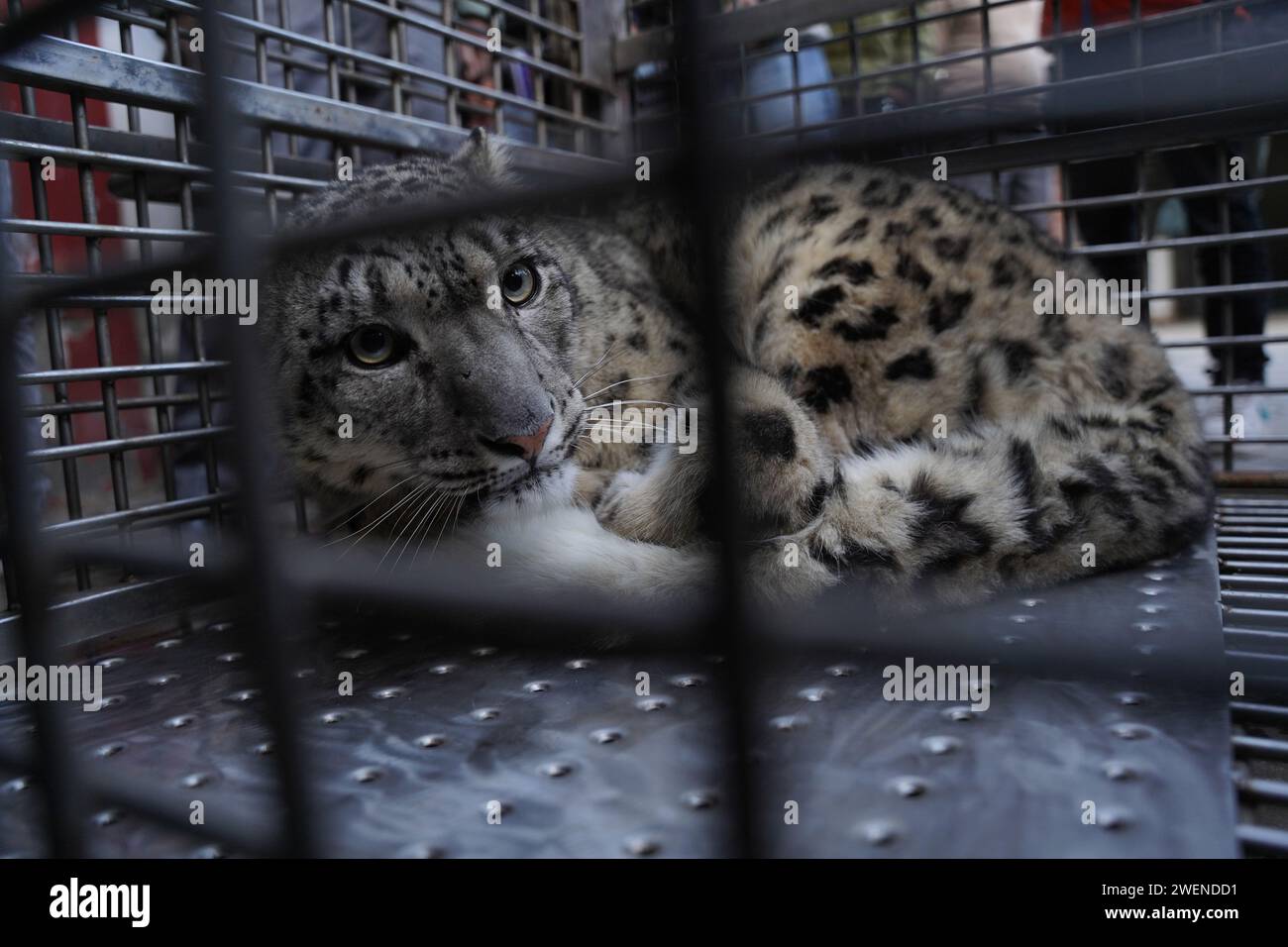 Kathmandu, Ne, Nepal. 26th Jan, 2024. An rescued snow leopard is ...