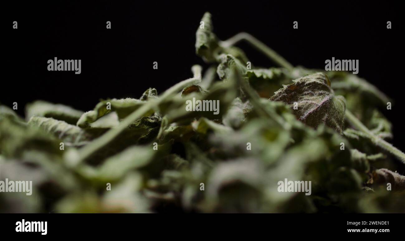 Rotating mint leaves isolated on hi-res stock photography and images ...
