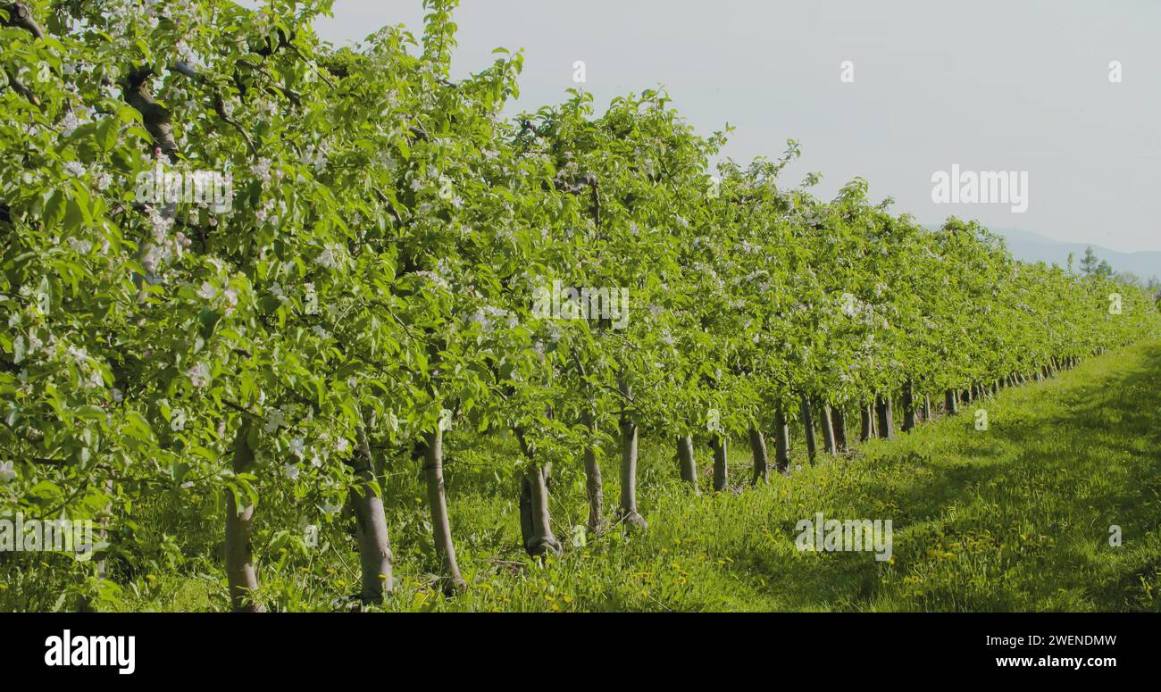 Genetically modified trees hi-res stock photography and images - Alamy