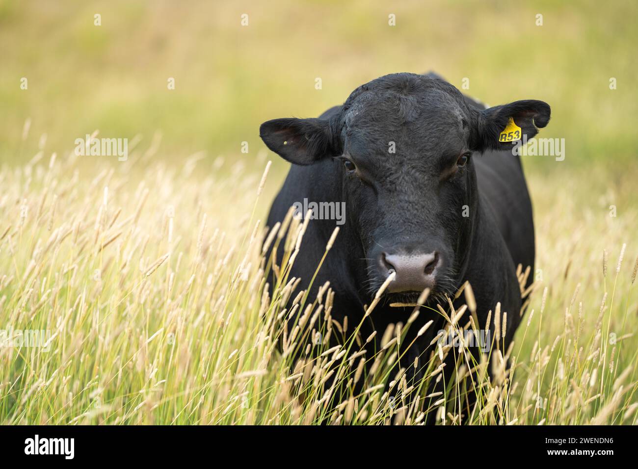 Australian beef cattle breed cow hi-res stock photography and images ...