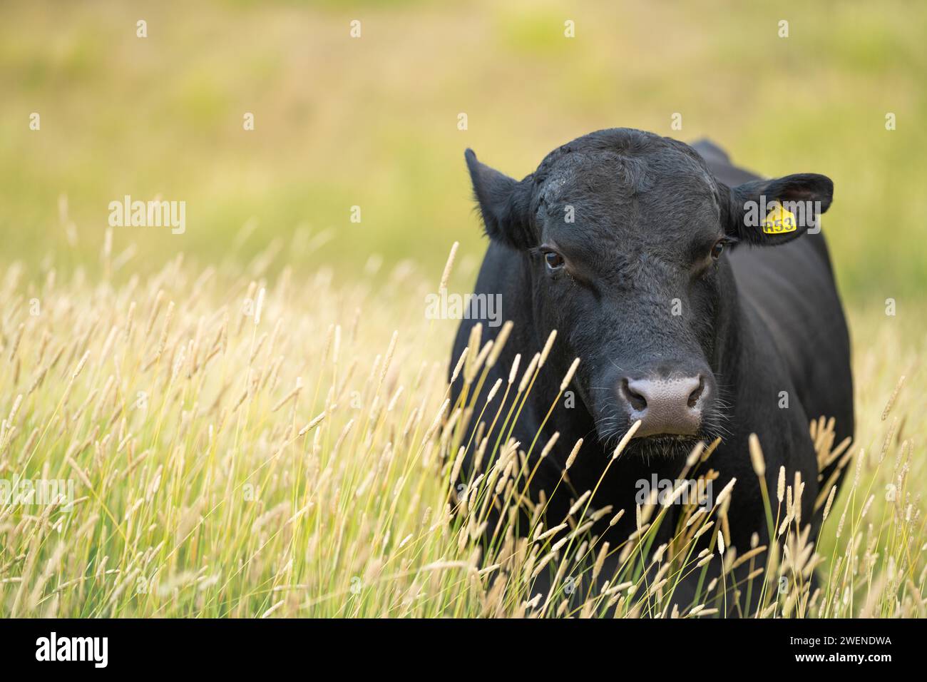 stud wagyu cows and bull in a sustainable agriculture field in summer ...