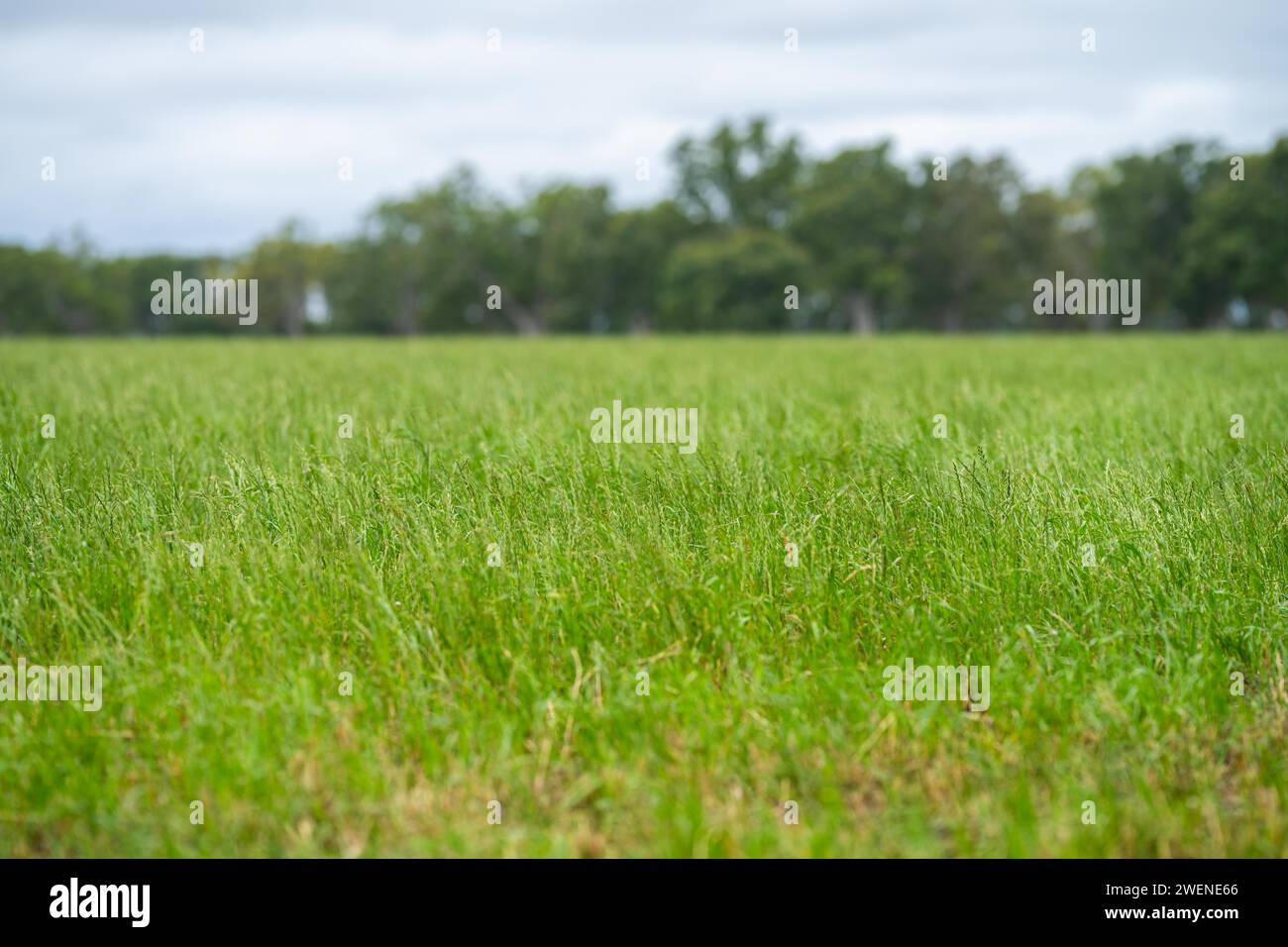 farming landscape, food production in an agricultural farm, practicing ...