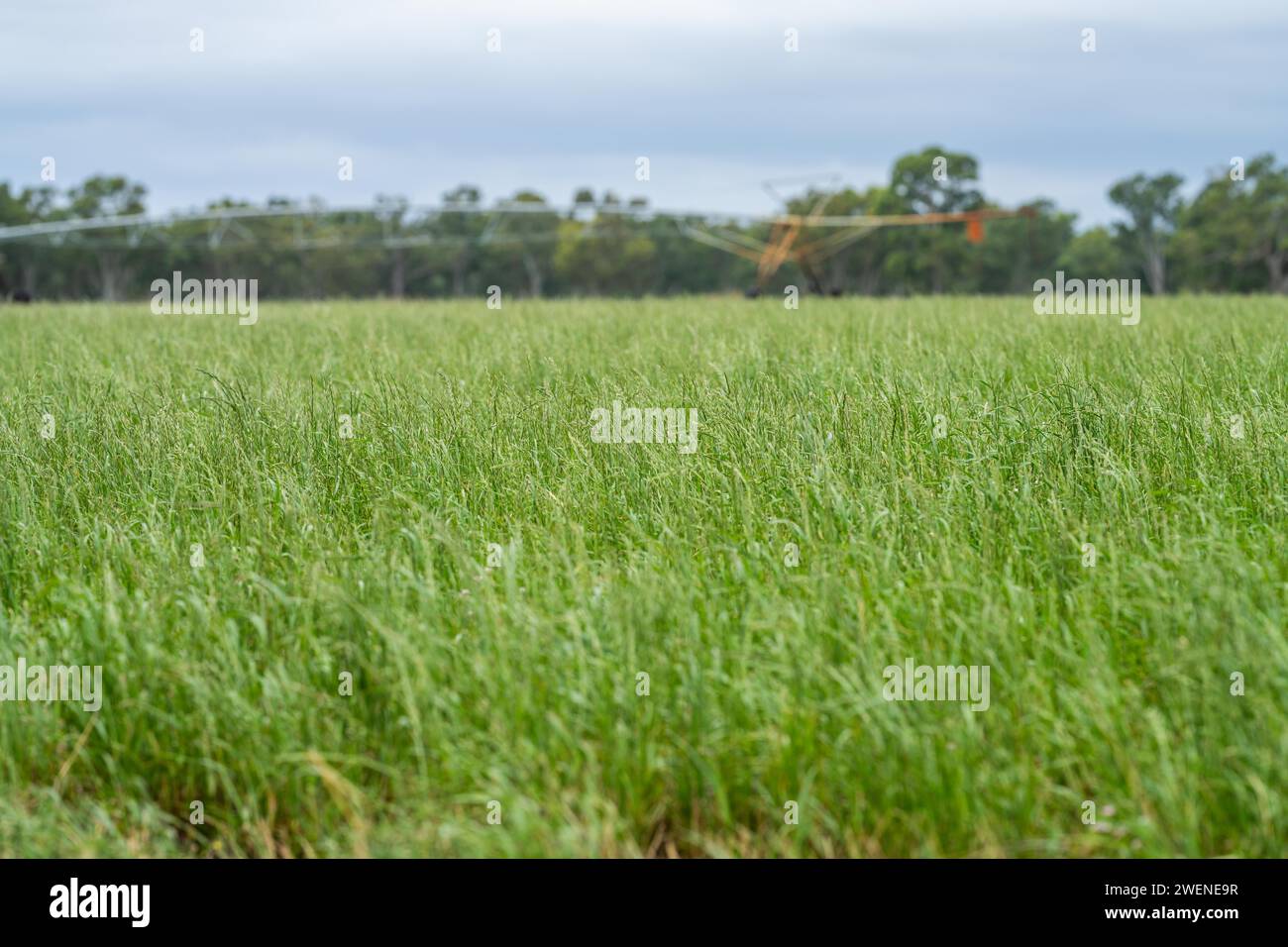 farming landscape, food production in an agricultural farm, practicing ...