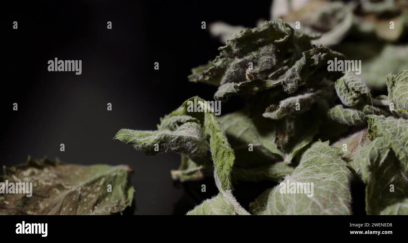 Dry Mint Leaves Rotating on black Background Stock Photo - Alamy