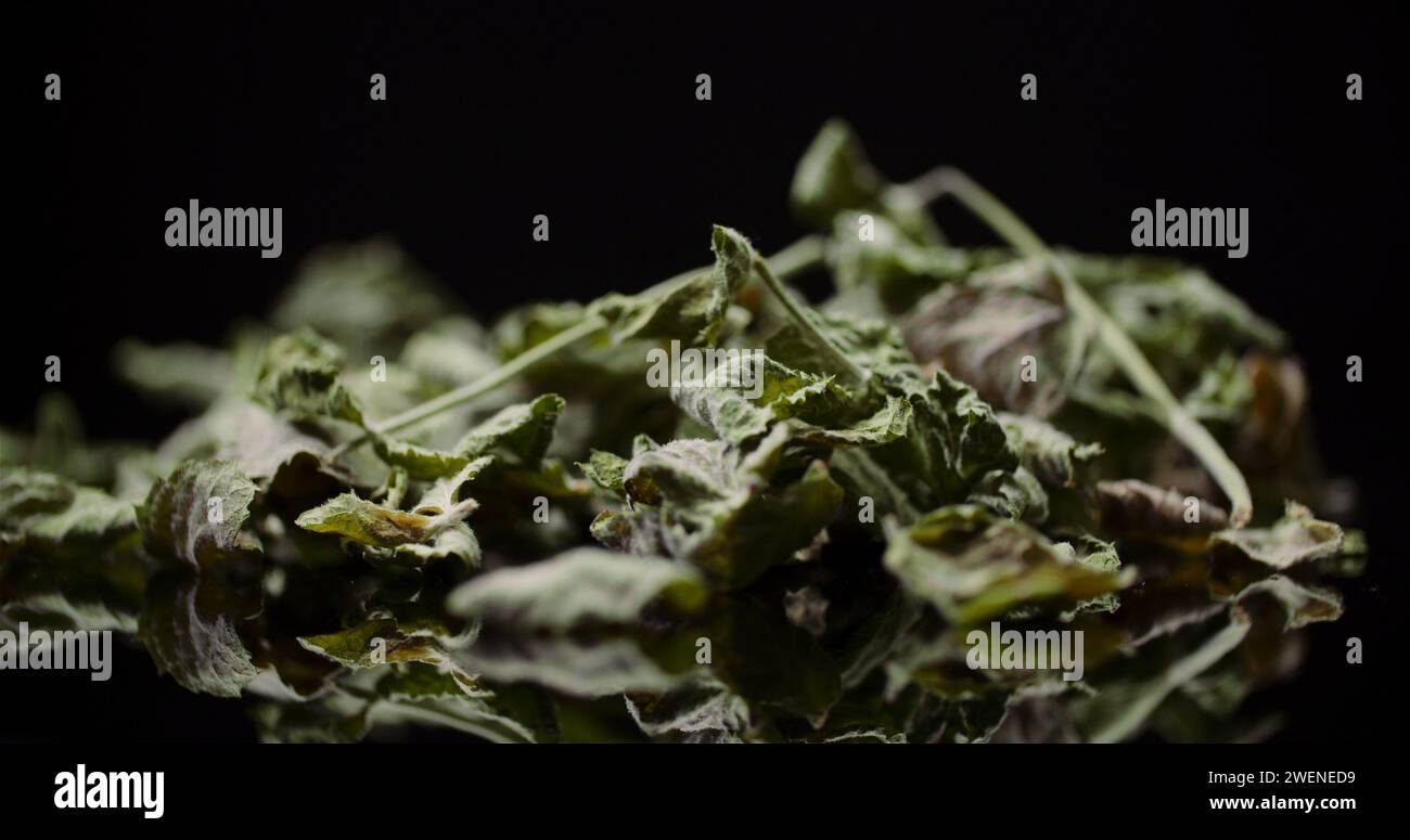Rotating mint leaves isolated on hi-res stock photography and images ...