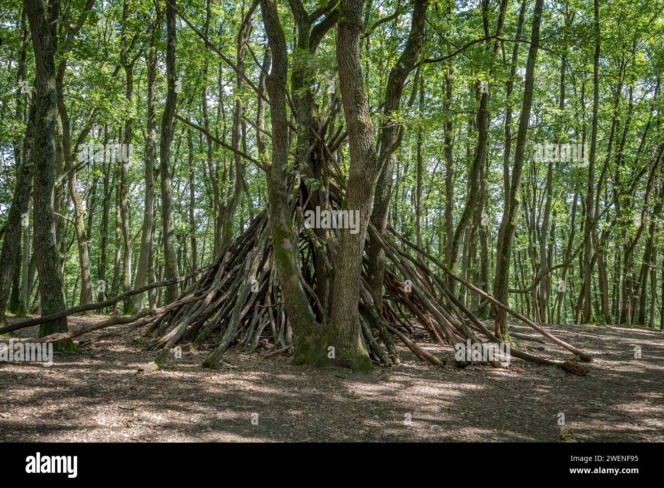 View of a wooden teepee in the forest Bois de Serre, Edge of the woods ...