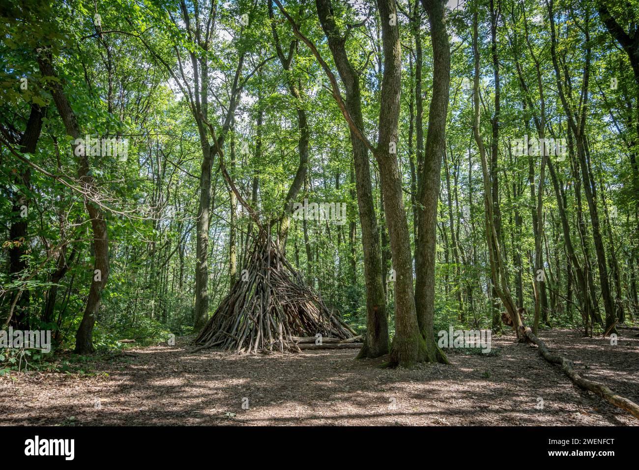 View of a wooden teepee in the forest Bois de Serre, Edge of the woods ...