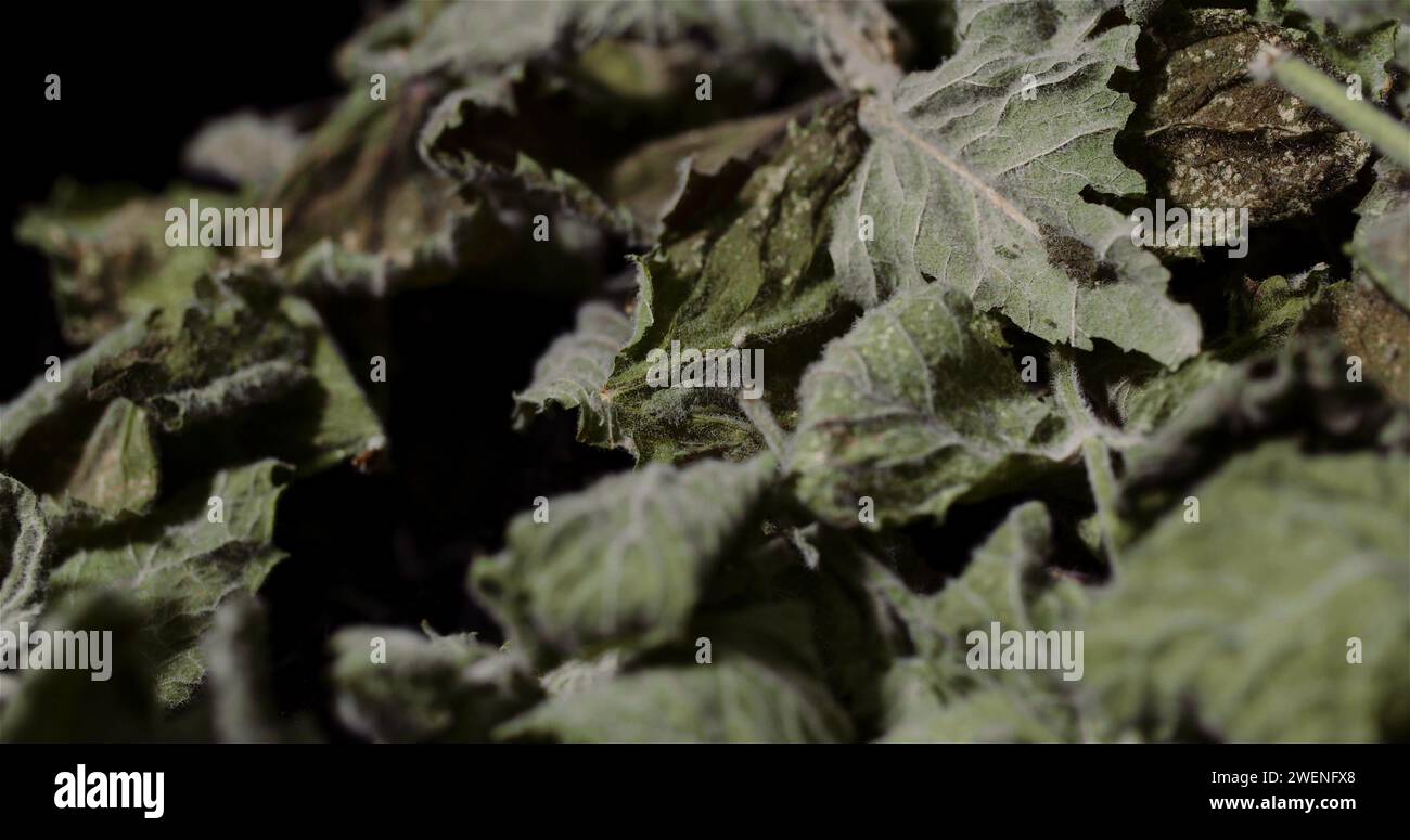 Rotating mint leaves isolated on hi-res stock photography and images ...