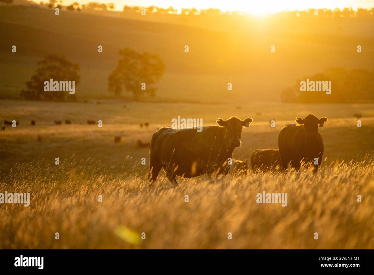 holistic farming of Angus, wagyu, and Murray Grey Cows eating long ...
