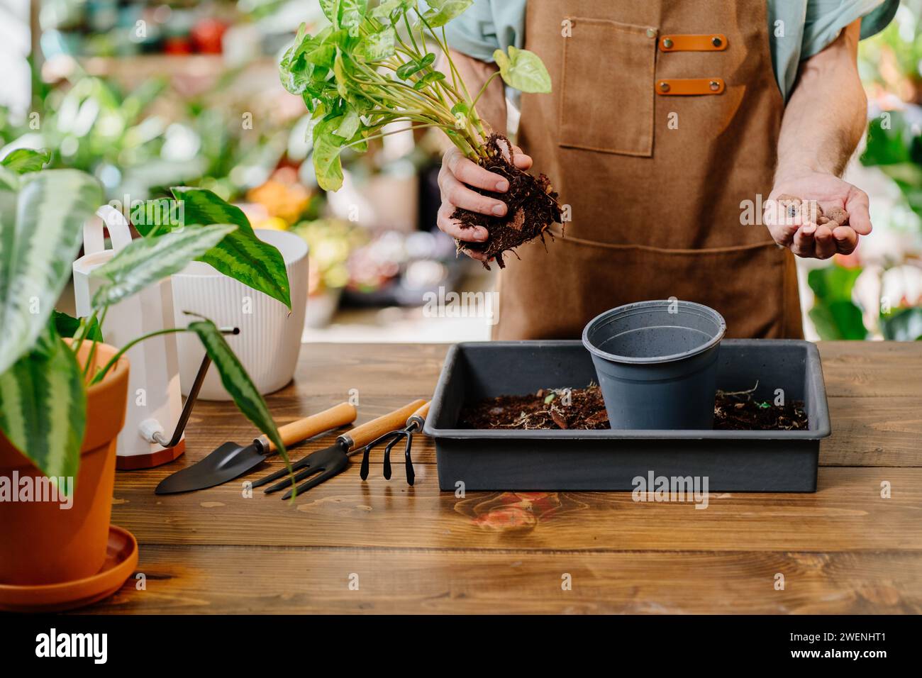 Concept plants care home garden hi-res stock photography and images - Alamy