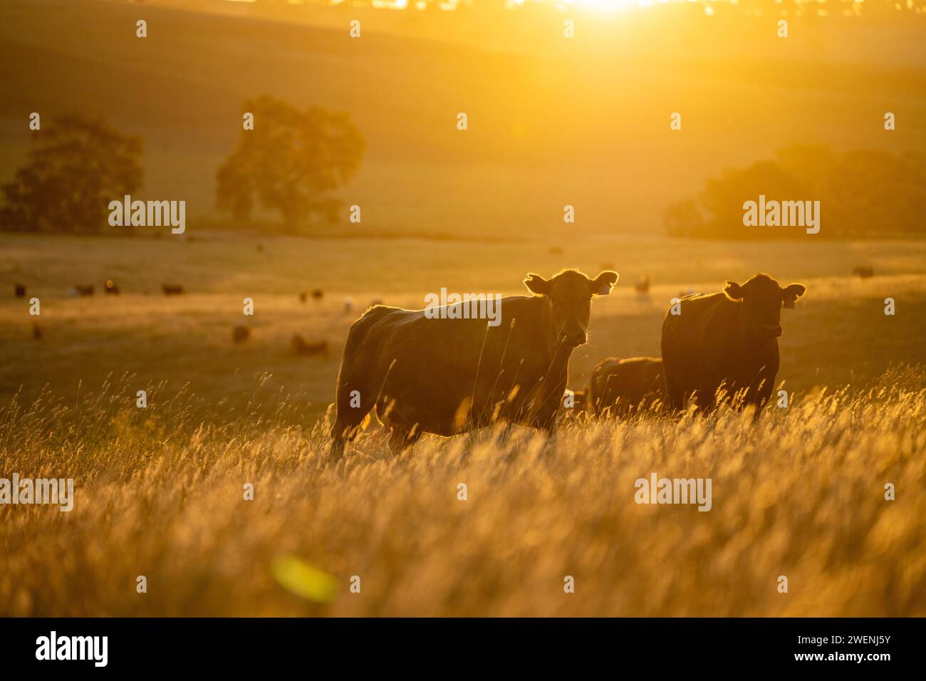 beautiful cows on a farm, beef cattle production in a hot summer, Stud ...
