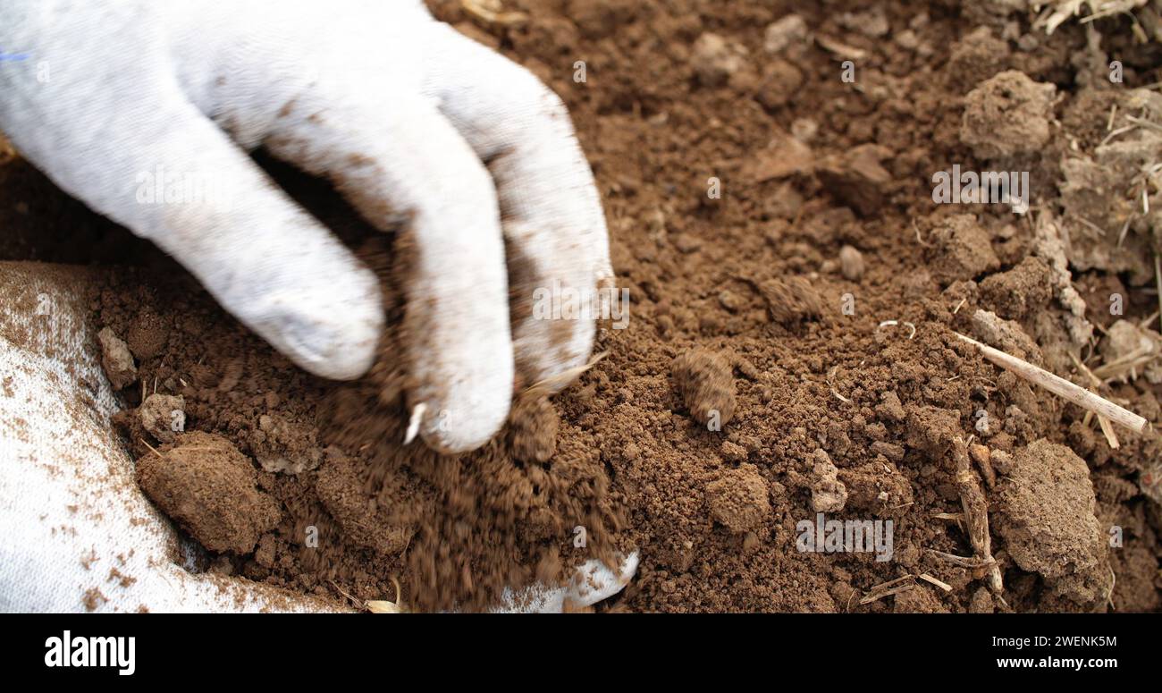 Farmer examining soil in hands hi-res stock photography and images - Alamy