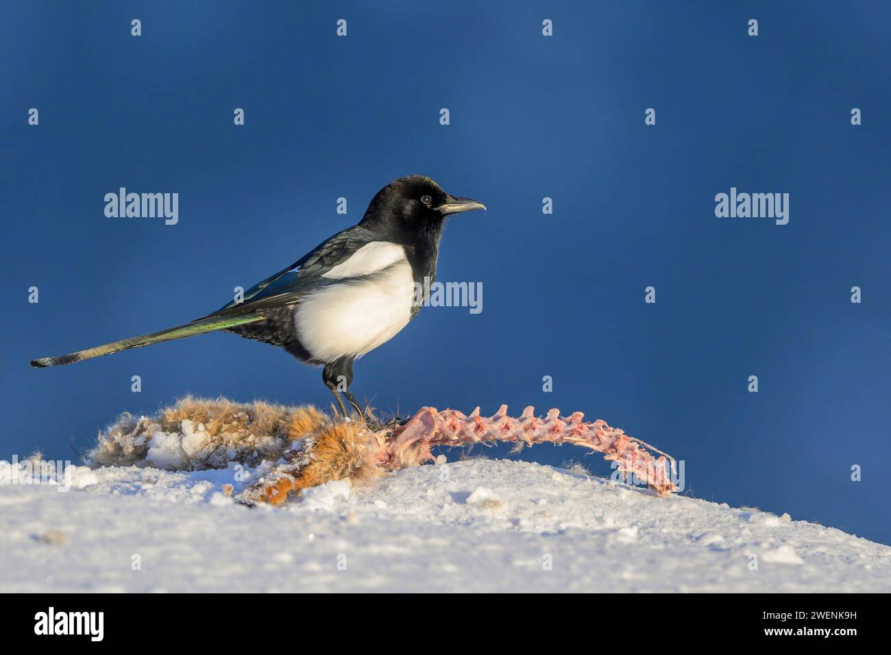 Common Magpie (Pica pica fennorum) from Telemark, Norway Stock Photo ...