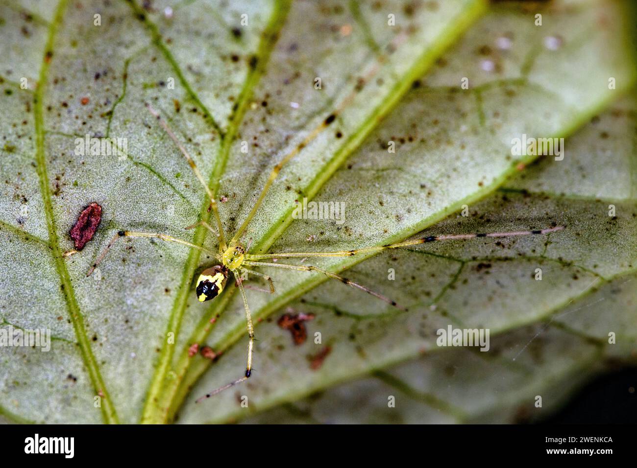 Dady-long-legged-spider (Fam.: Pholcidae) from Bosque de Paz, Costa ...