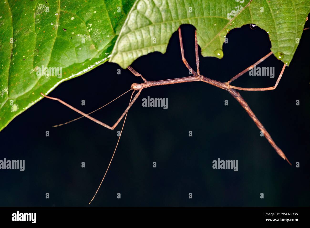 Unidentified walking stick (Order Phasmatodea) from Piedras Blancas ...