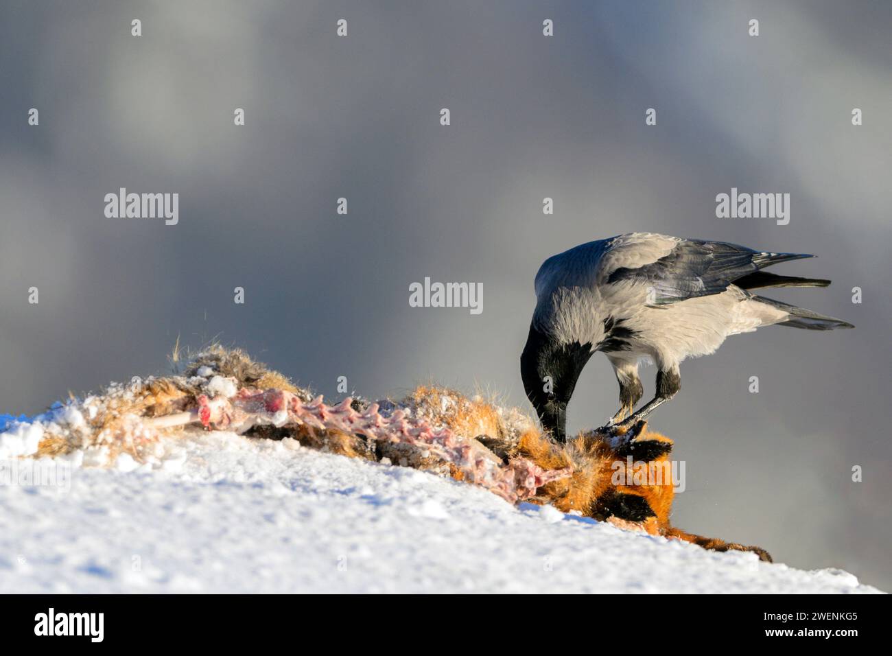 Hooded crow (Corvus cornix) feeding on the carcasess of a red fox ...