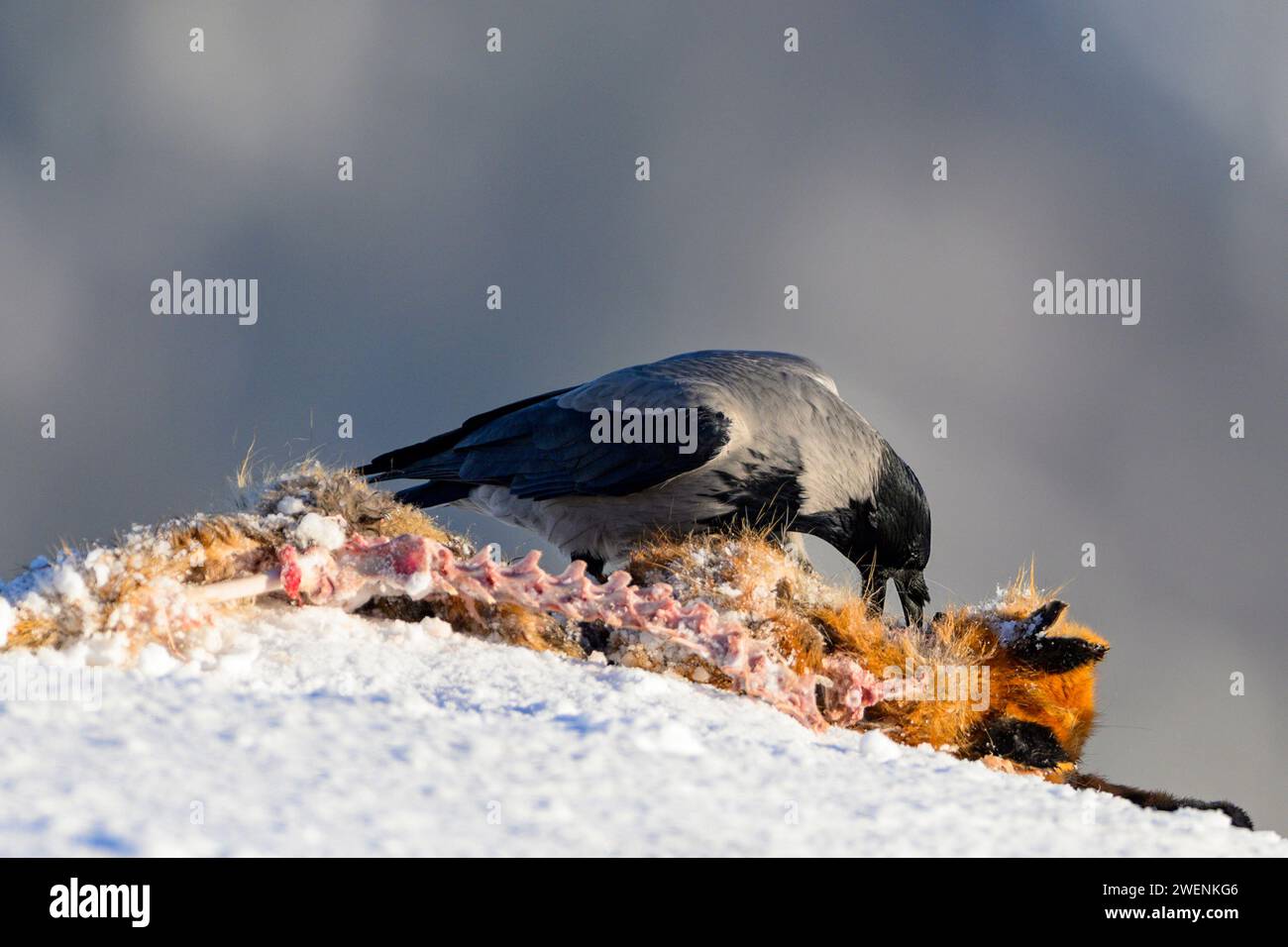 Hooded crow (Corvus cornix) feeding on the carcasess of a red fox ...