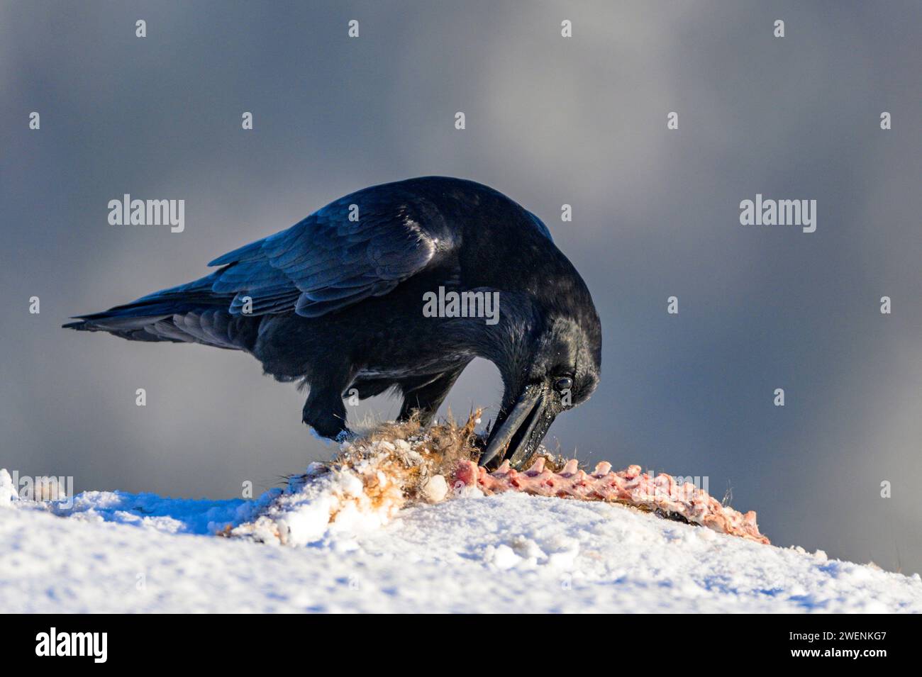 Common Raven (Corvus corax) feeding on the carcasess of a red fox ...