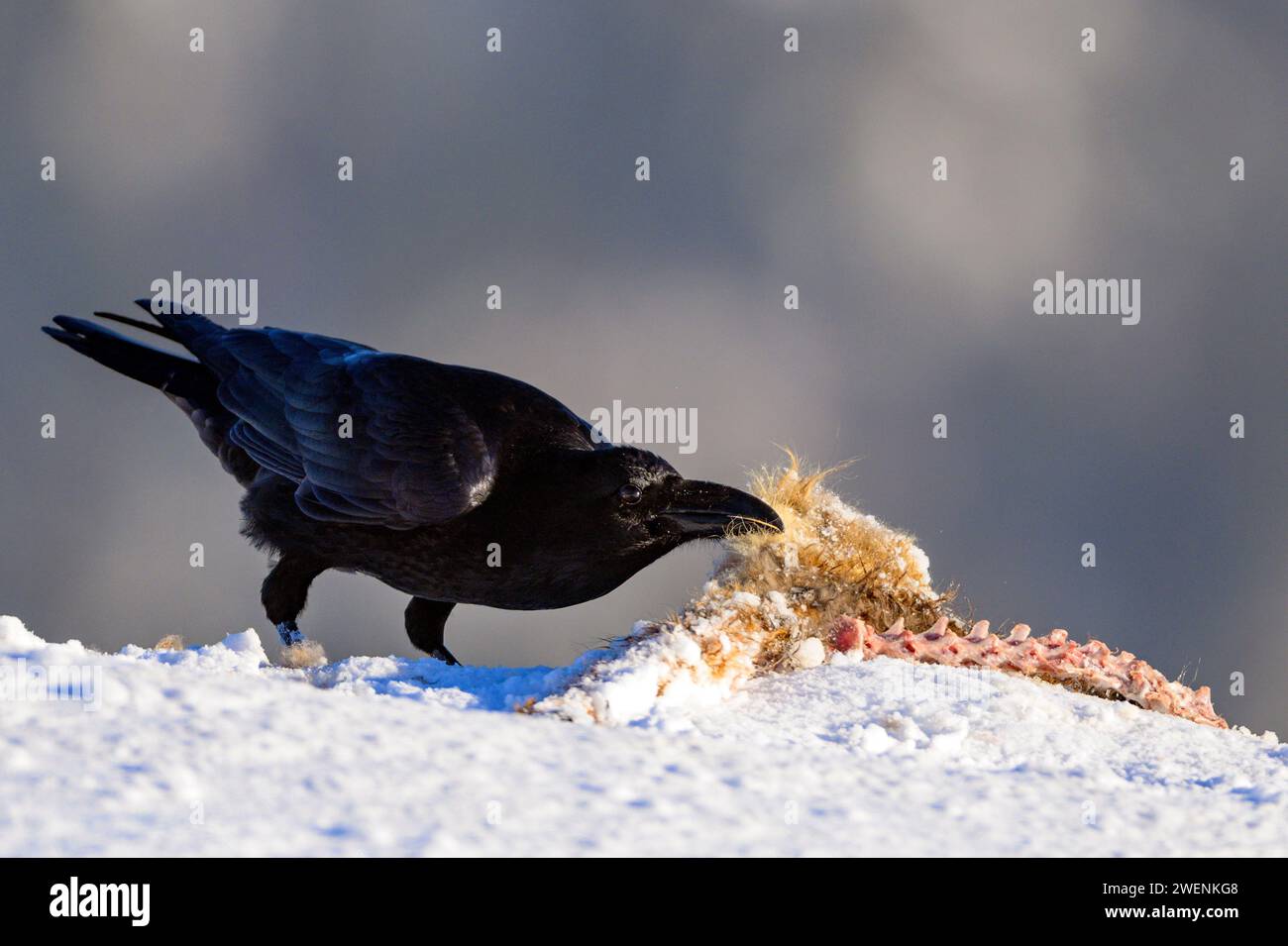 Common Raven (Corvus corax) feeding on the carcasess of a red fox ...