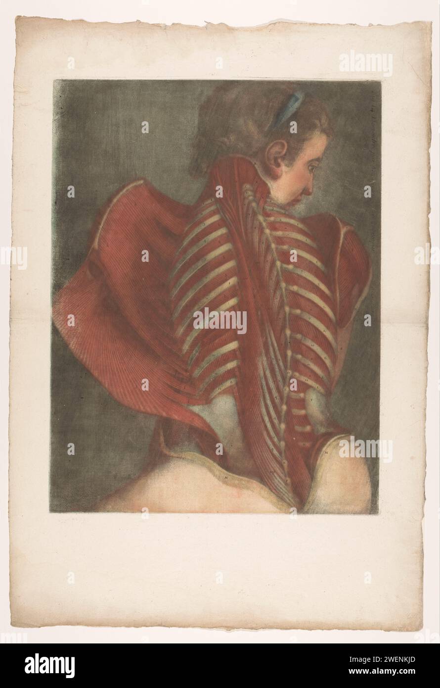 Anatomical muscle model of a woman's grant, with detail on the ribs ...