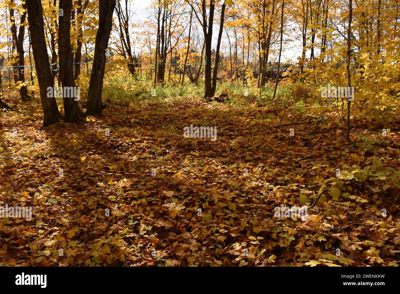 Maple grove hi-res stock photography and images - Alamy