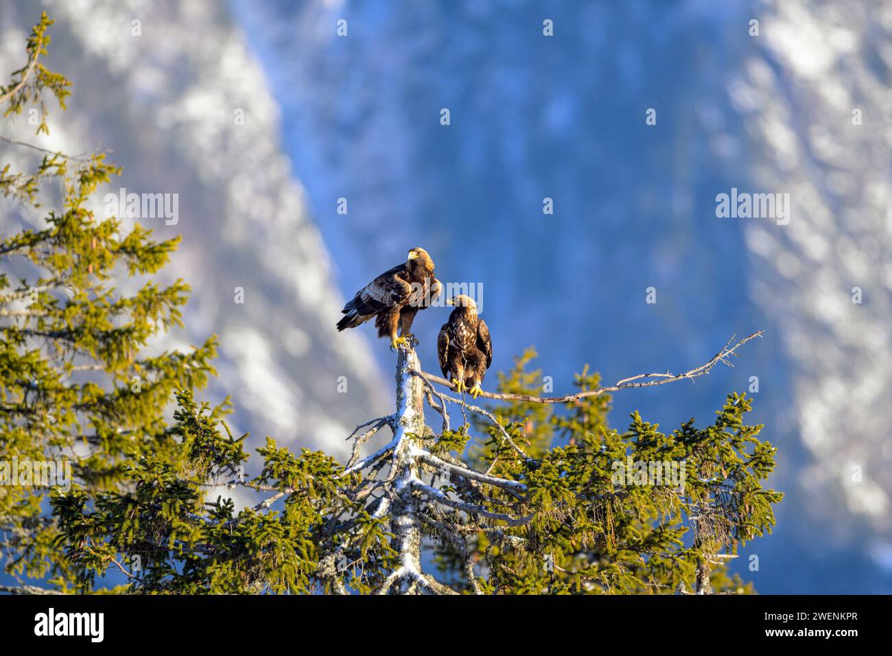 Pair of Golden Eagles (Aquilla chrysaetos) in tree top. Photo from ...