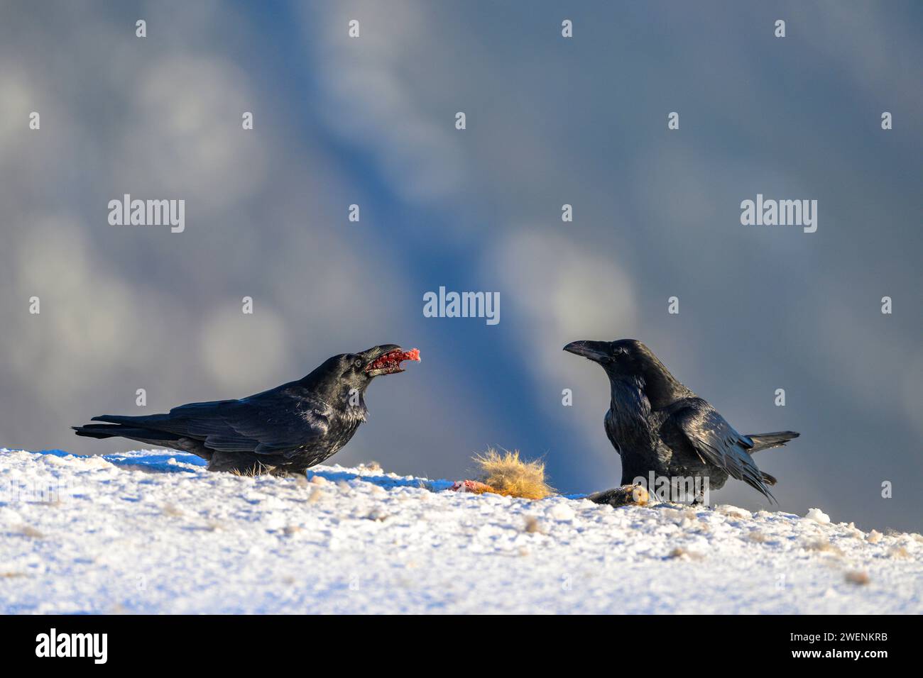 Common Raven (Corvus corax) feeding on the carcass of a red fox. Photo ...