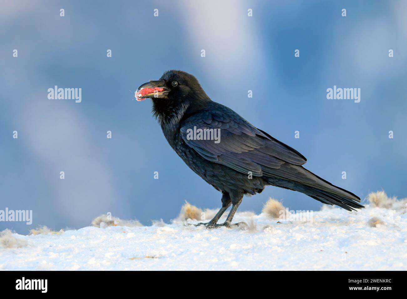 Common Raven (Corvus corax). Photo from Telemark, southern Norway Stock ...