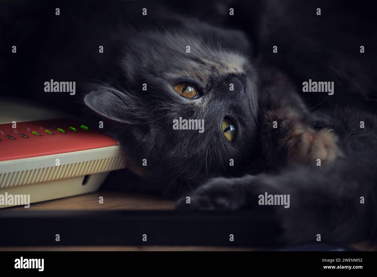 Cute gray cat lies modem atop a desk. Charming feline scene blending ...