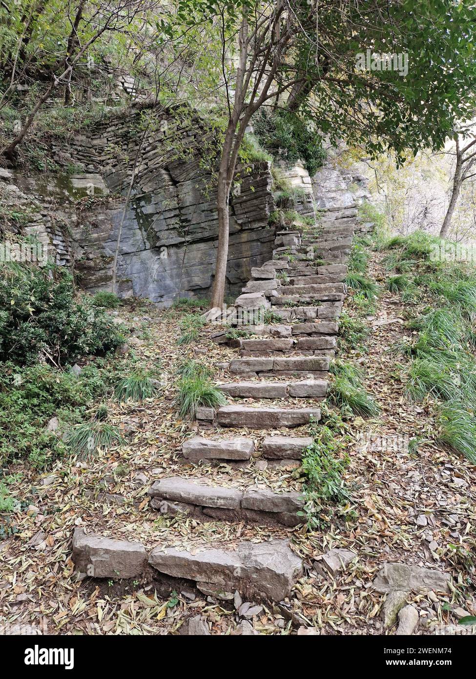Stone steps leading up to a picturesque tree in a serene woodland ...