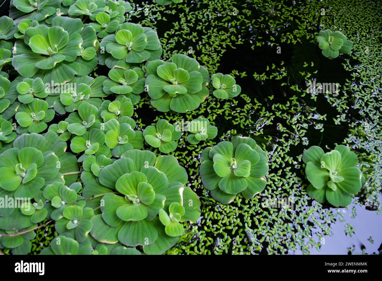 Water Cabbage, Water Lettuce, Nile Cabbage, Shellflower Stock Photo - Alamy
