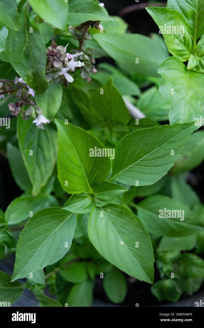 Homegrown Sweet Basil Stock Photo - Alamy
