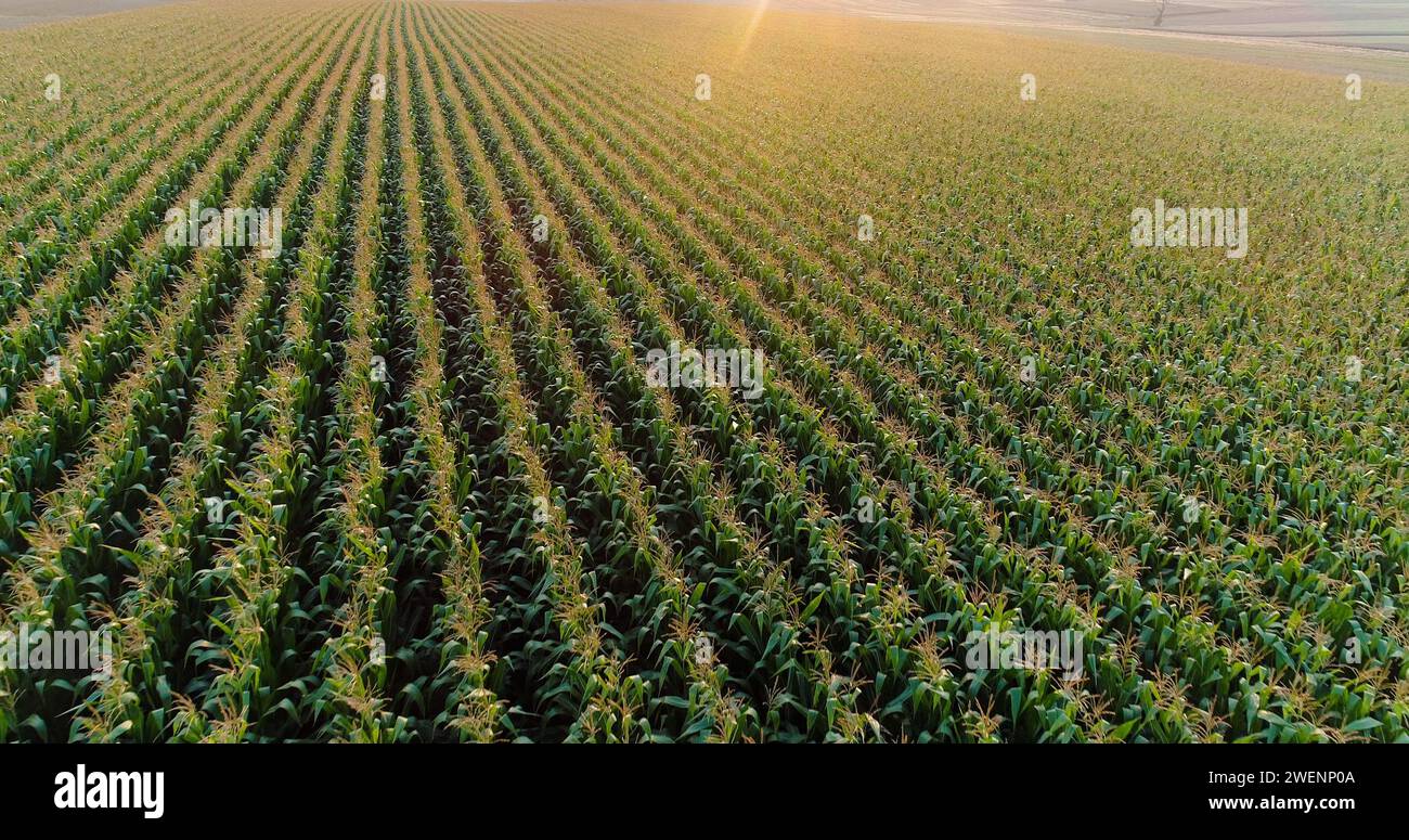 Drone shot corn field row hi-res stock photography and images - Alamy