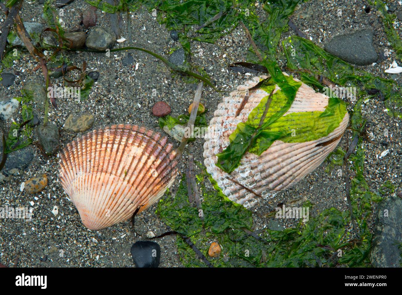 Clam shells, Fort Townsend Historical State Park , Washington Stock ...