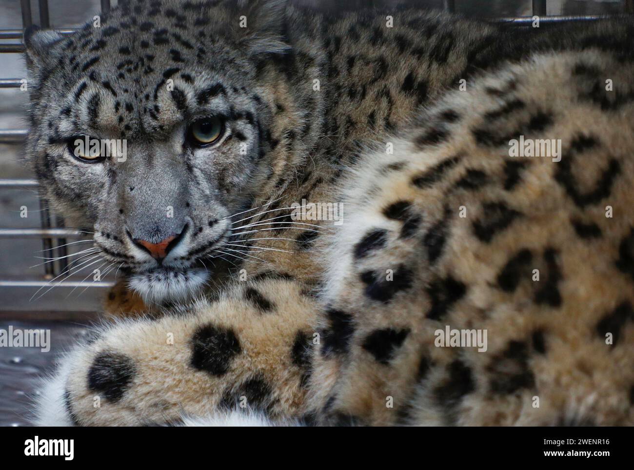 Nepals central zoo hi-res stock photography and images - Alamy