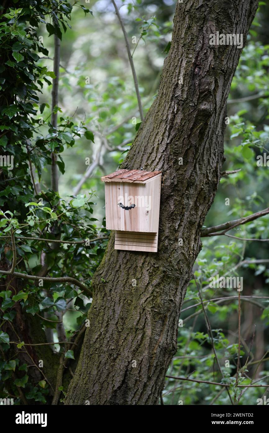 New bat box to provide nesting and rootsing sites mounted on a tree in ...